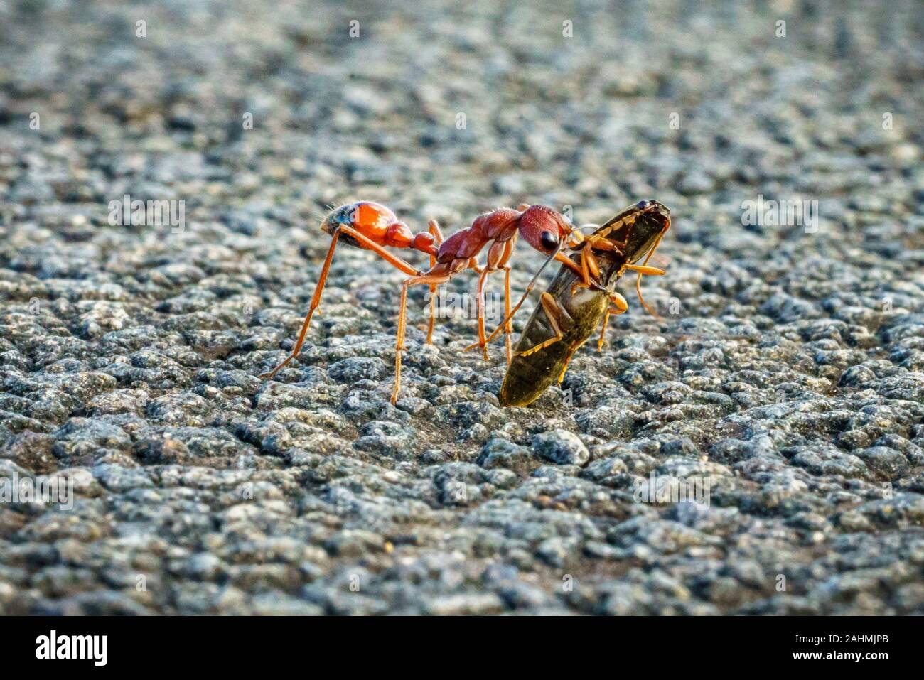 australian red bull ant Stock Photo - Alamy
