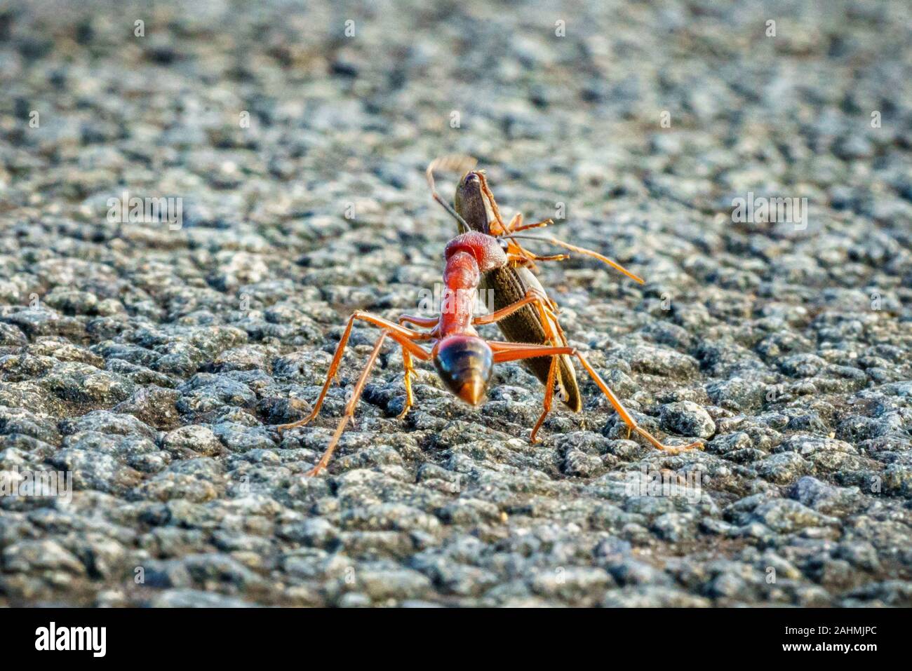 australian red bull ant Stock Photo - Alamy