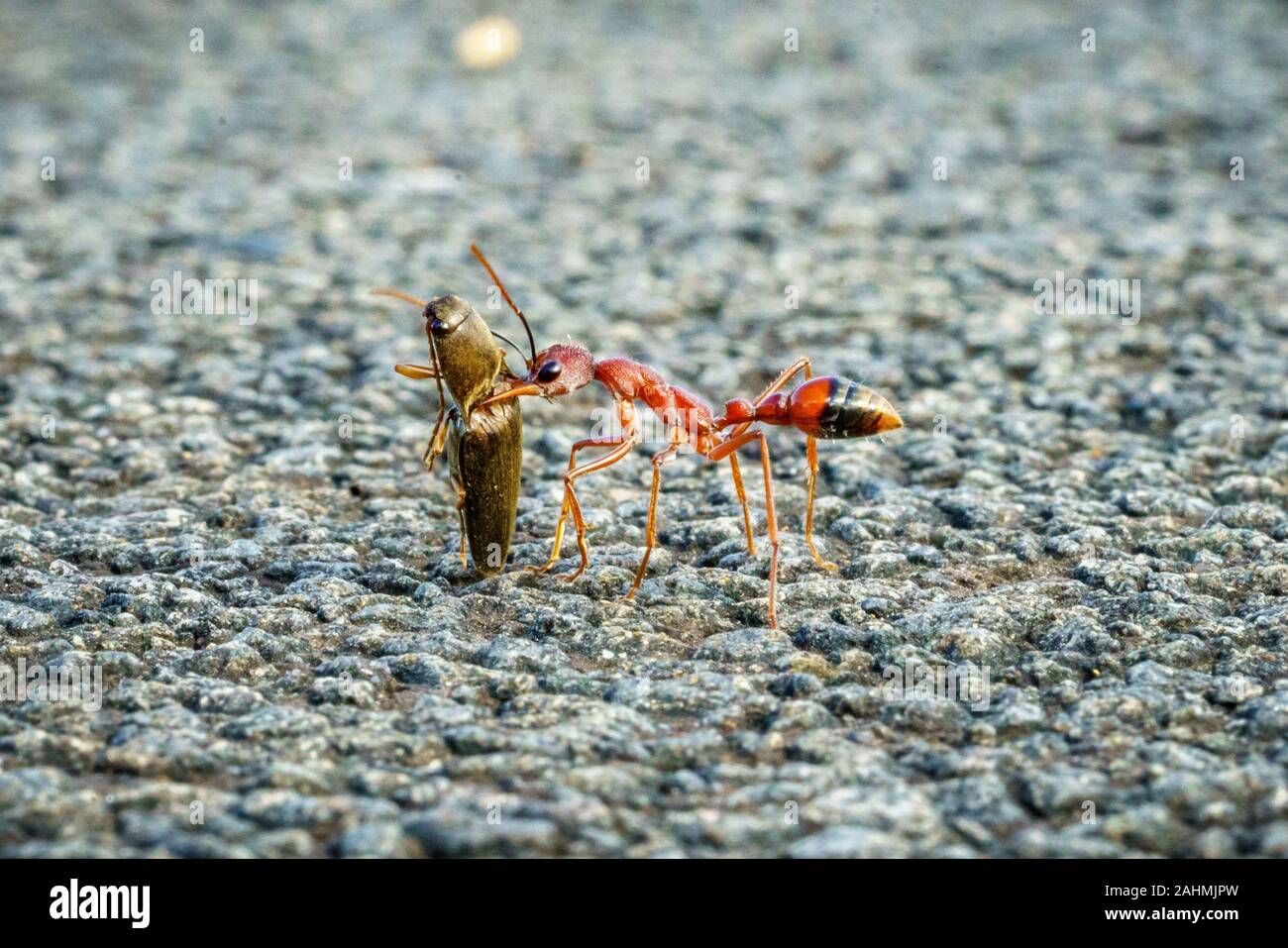 australian red bull ant Stock Photo - Alamy