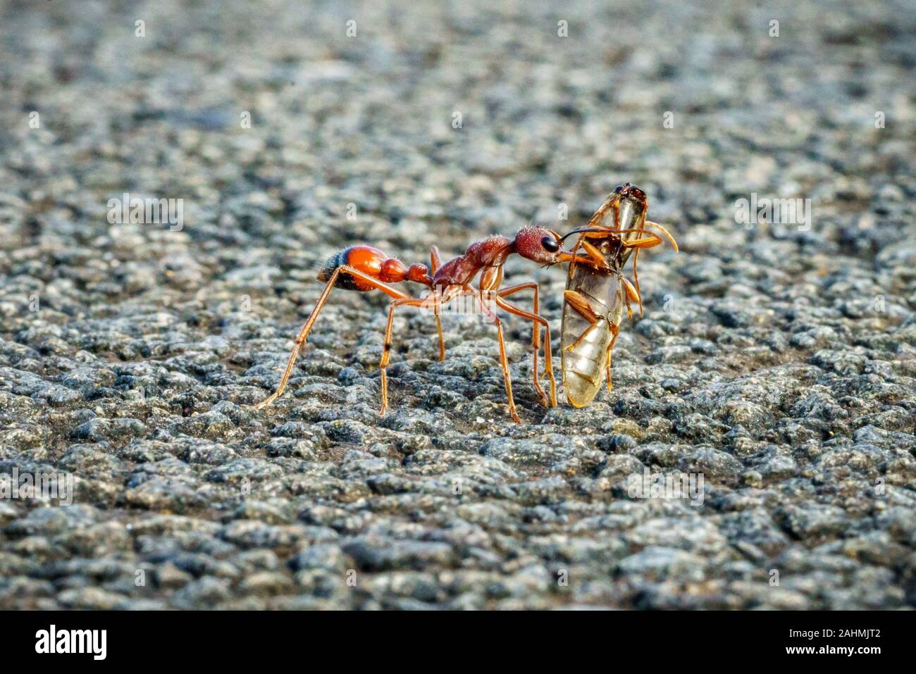 Australian red bulldog ant hi-res stock photography and images - Alamy
