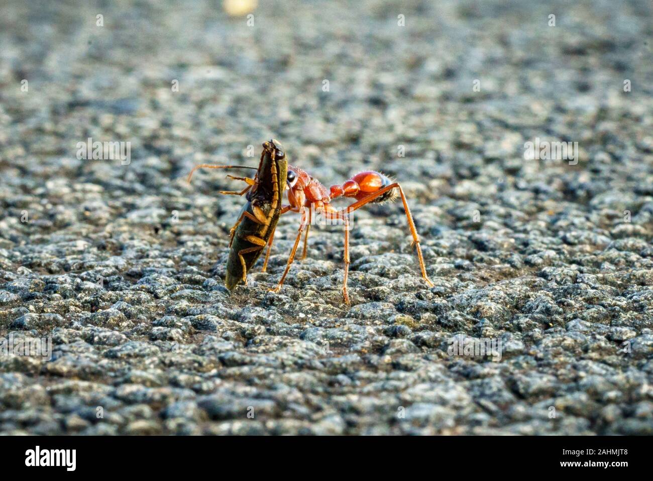 australian red bull ant Stock Photo - Alamy
