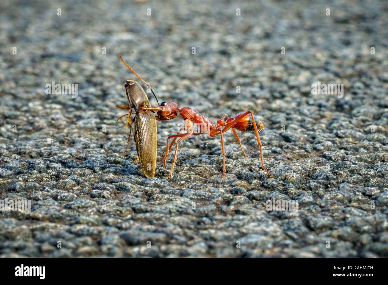 australian red bull ant Stock Photo - Alamy