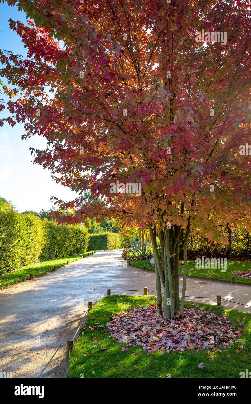 Garden or park design with colorful ash trees in autumn colors and a ...