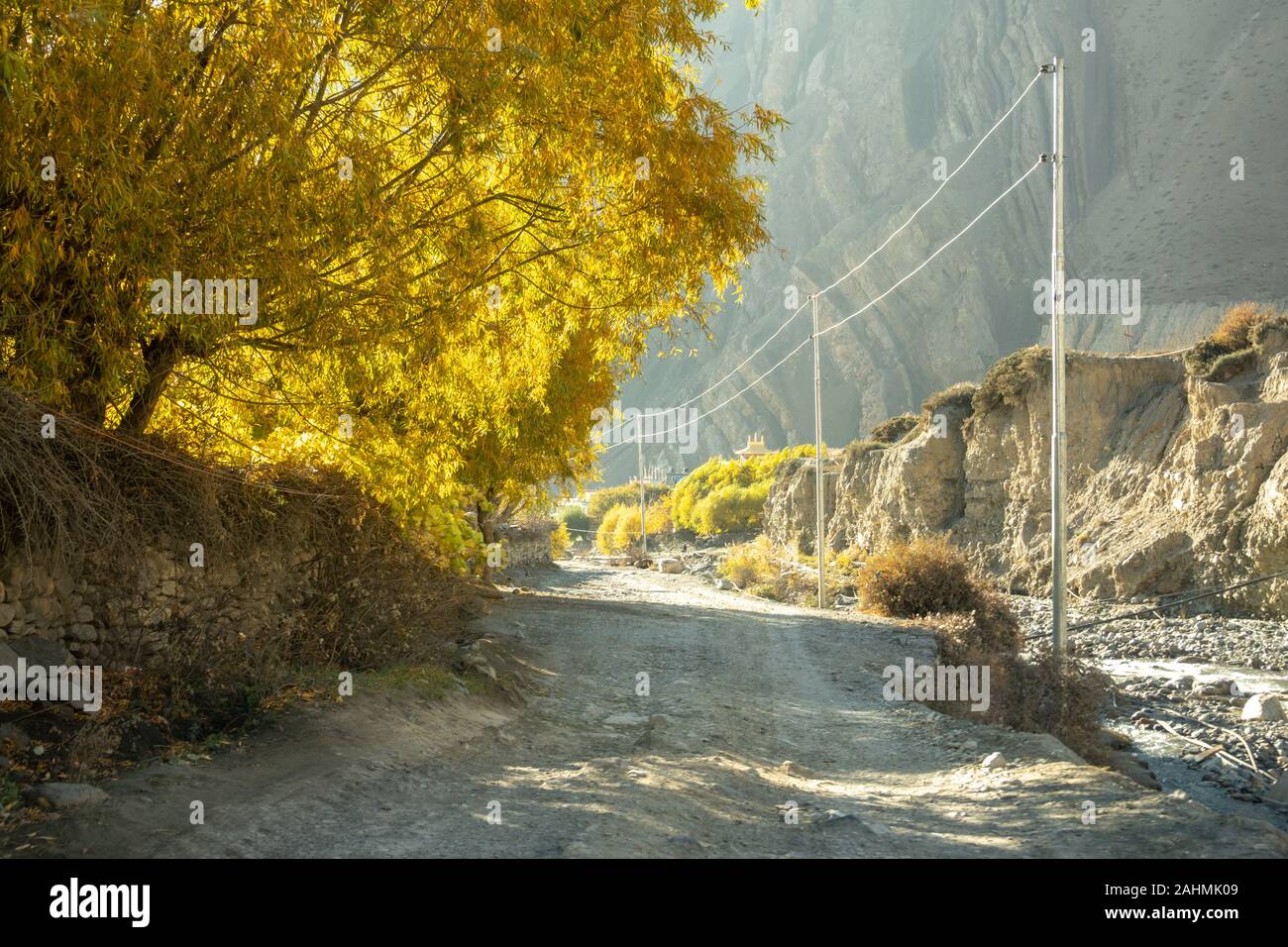 A dirt road lined with bright yellow trees Stock Photo - Alamy