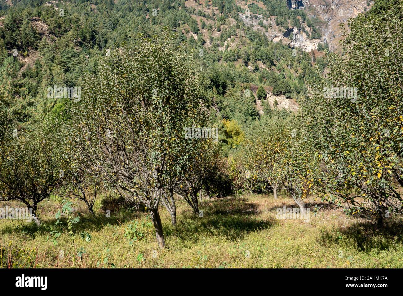 An apple orchard in the Himalaya Mountains of Nepal Stock Photo - Alamy