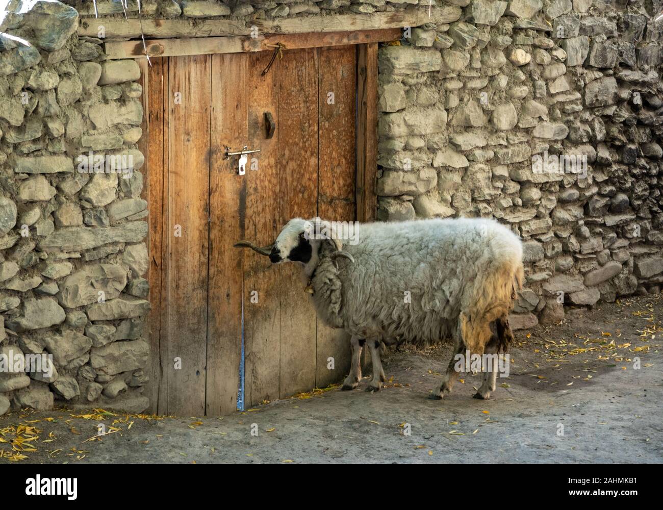 A ram standing outside of a closed door in a stone wall Stock Photo - Alamy