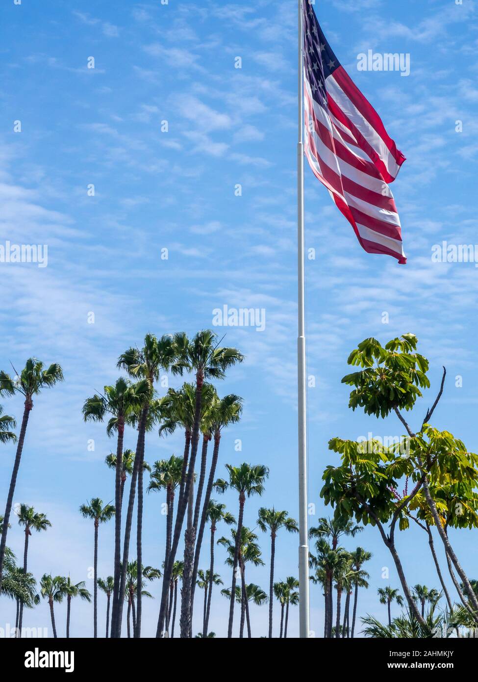 San Diego, southern California, USA: US Stars & Stripes flag in a grove ...