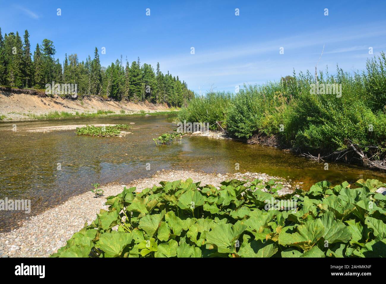 Summer river taiga landscape. The Shchugor River flows through the ...