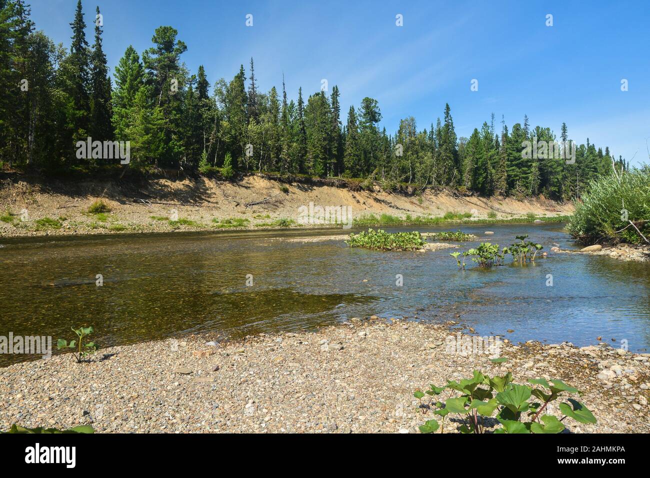 Summer river taiga landscape. The Shchugor River flows through the ...