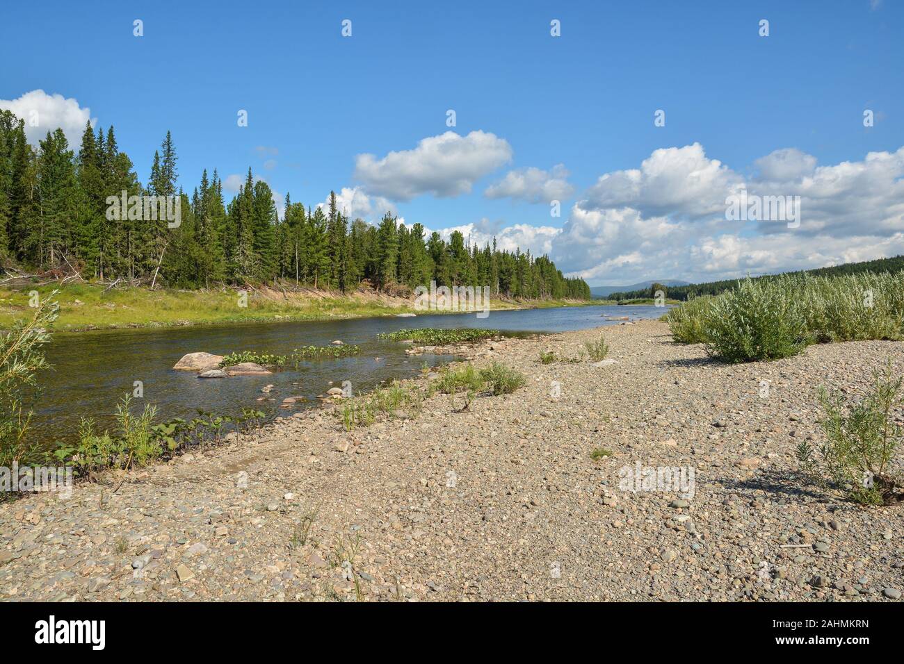 Summer river taiga landscape. The Shchugor River flows through the ...