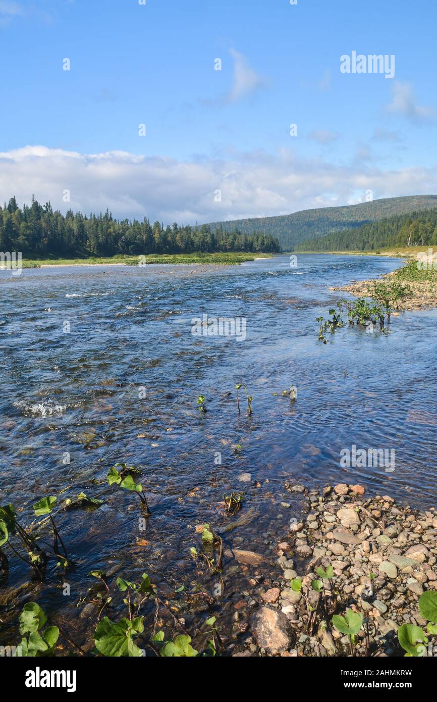 Summer river taiga landscape. The Shchugor River flows through the ...