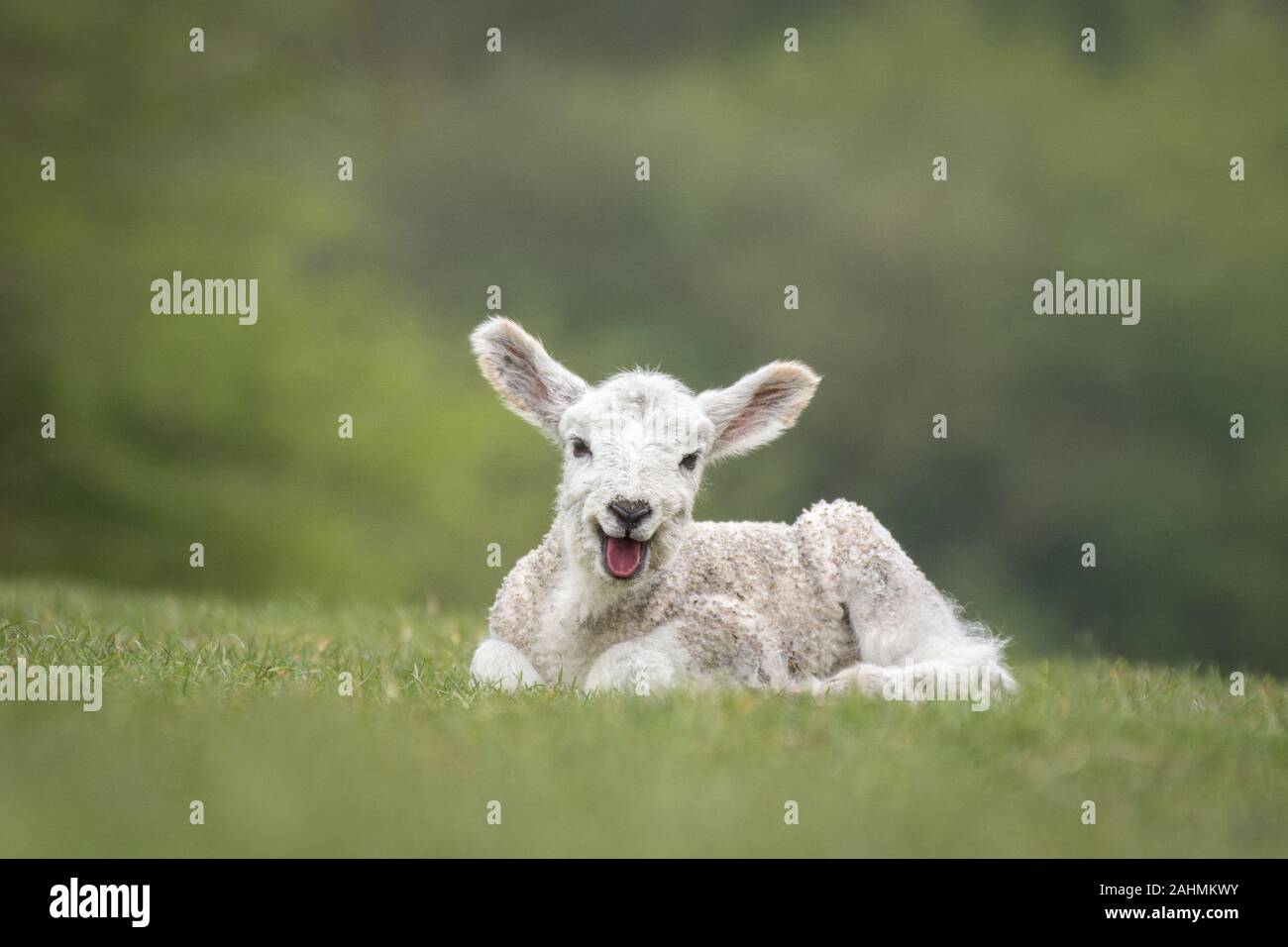 Smiling lamb hi-res stock photography and images - Alamy