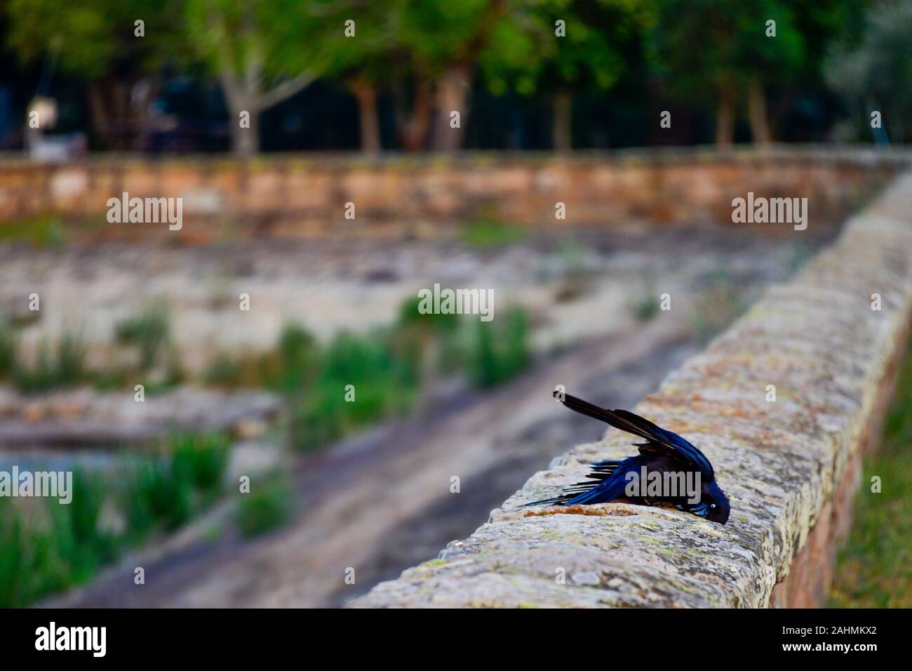 Australian Raven, Crow, Corvus Coronoides, scratching it feathers on ...