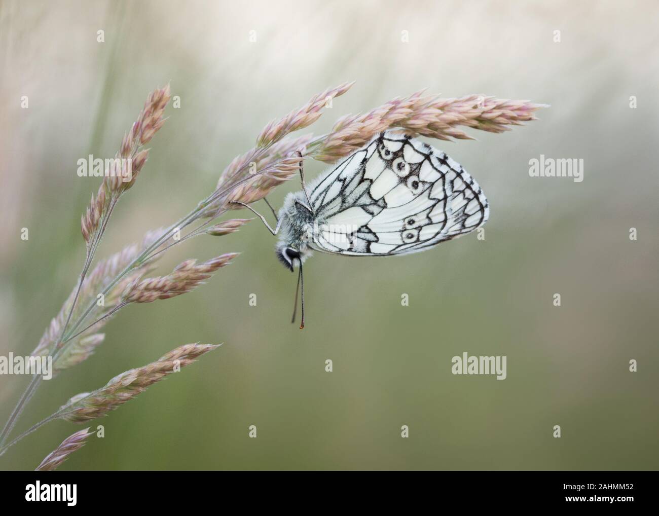 Butterfly closed wings hi-res stock photography and images - Alamy