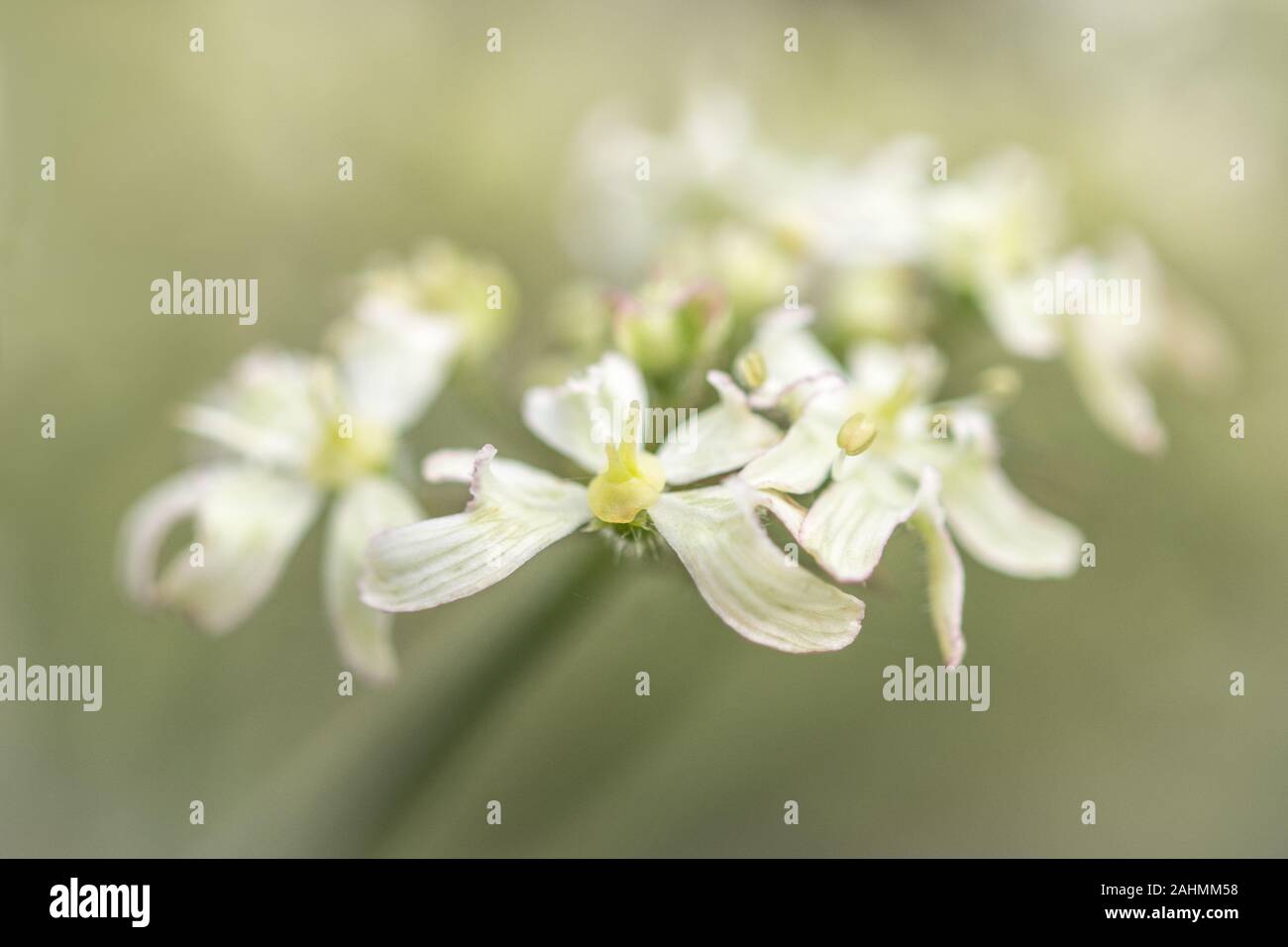 Parsley blossoms hi-res stock photography and images - Alamy