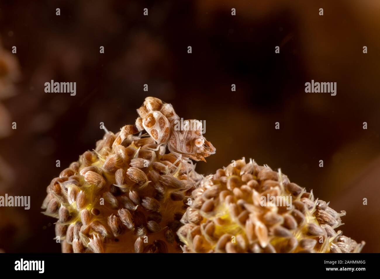 Humpback softcoral shrimp, Alcyonohippolyte dossena in soft coral ...