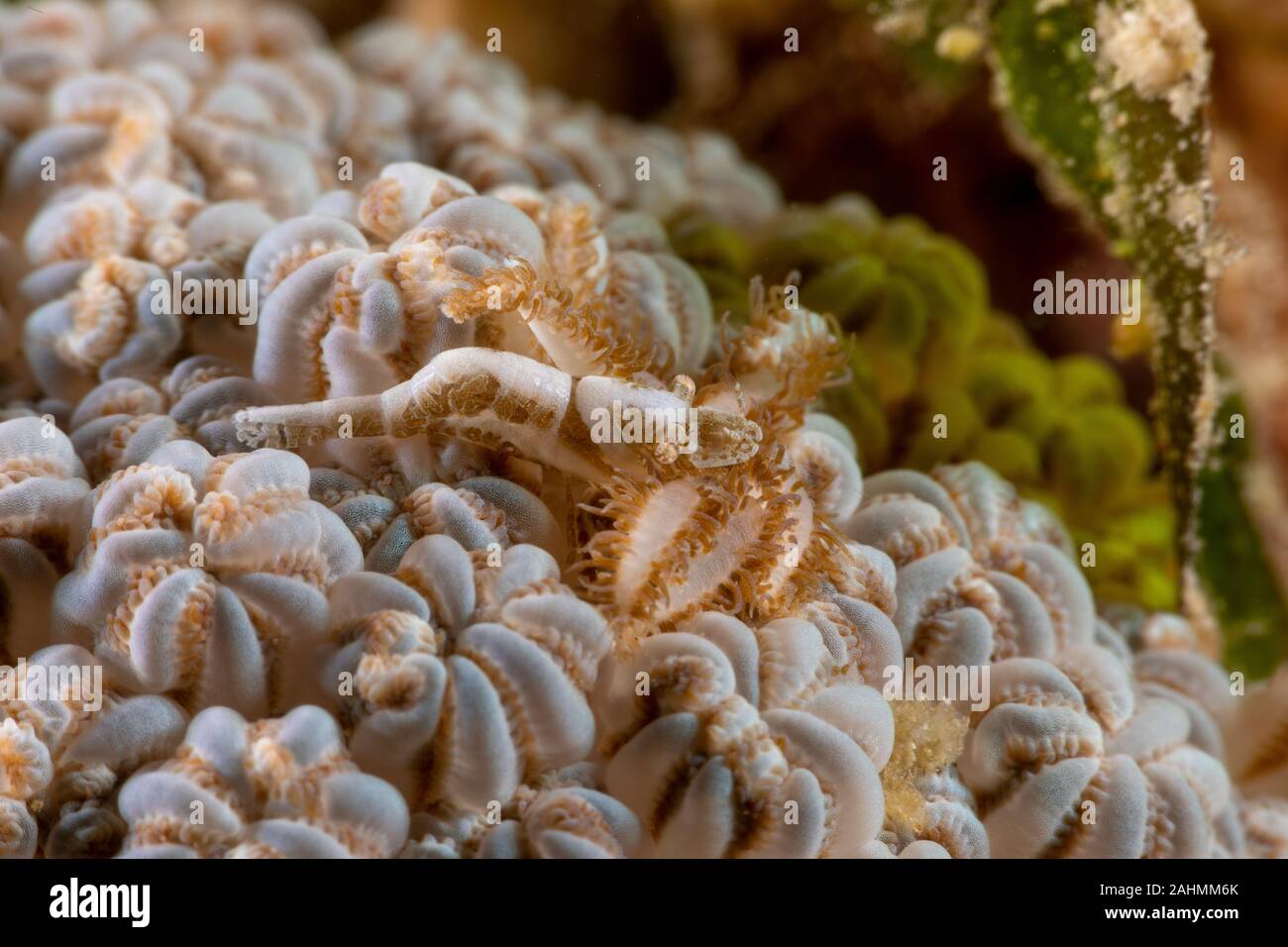 Xenia Soft Coral Shrimp, Hump-backed Shrimp, Hippolyte commensalis ...