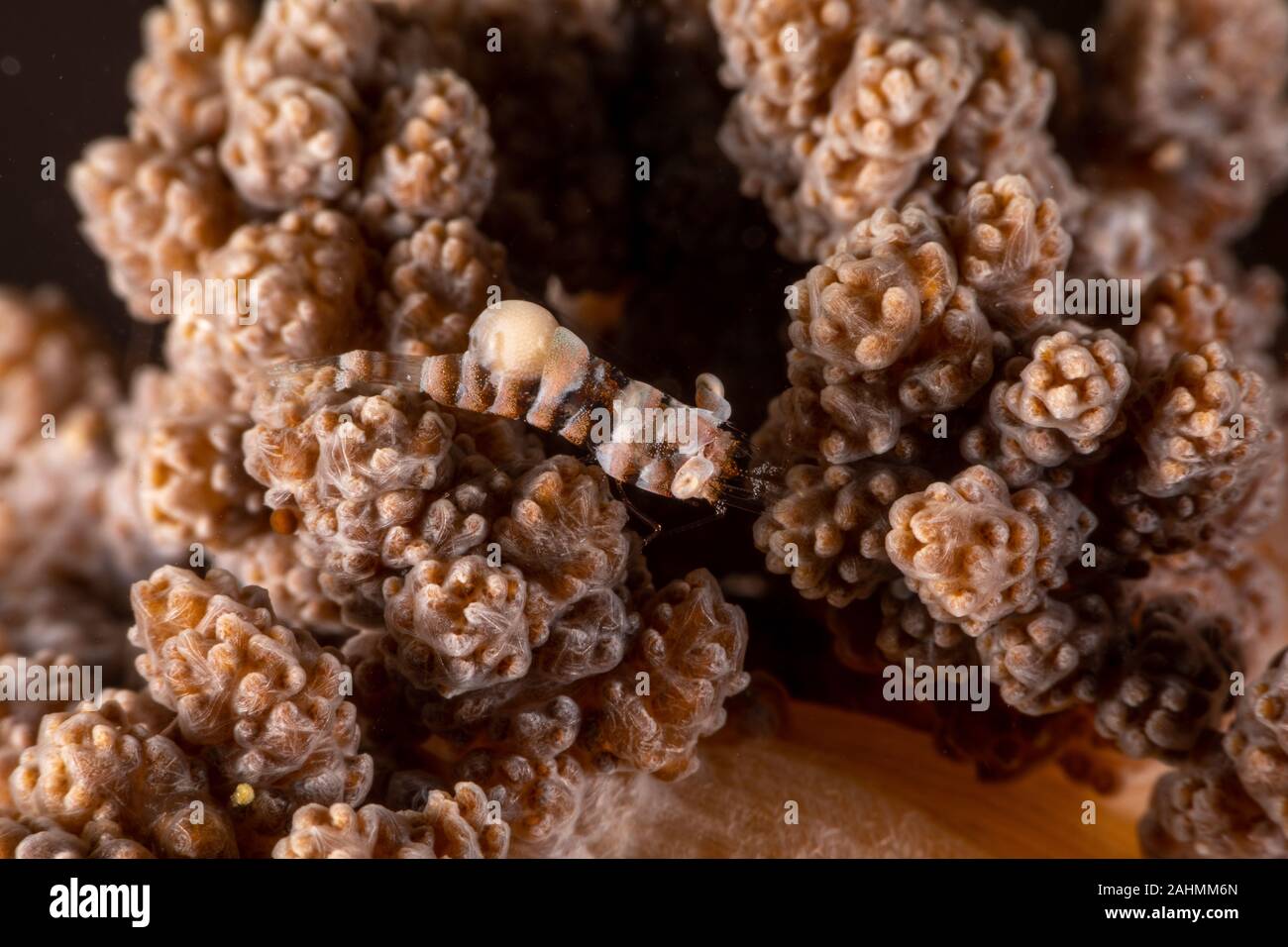 Humpback softcoral shrimp, in soft coral, Nephthea sp Stock Photo - Alamy