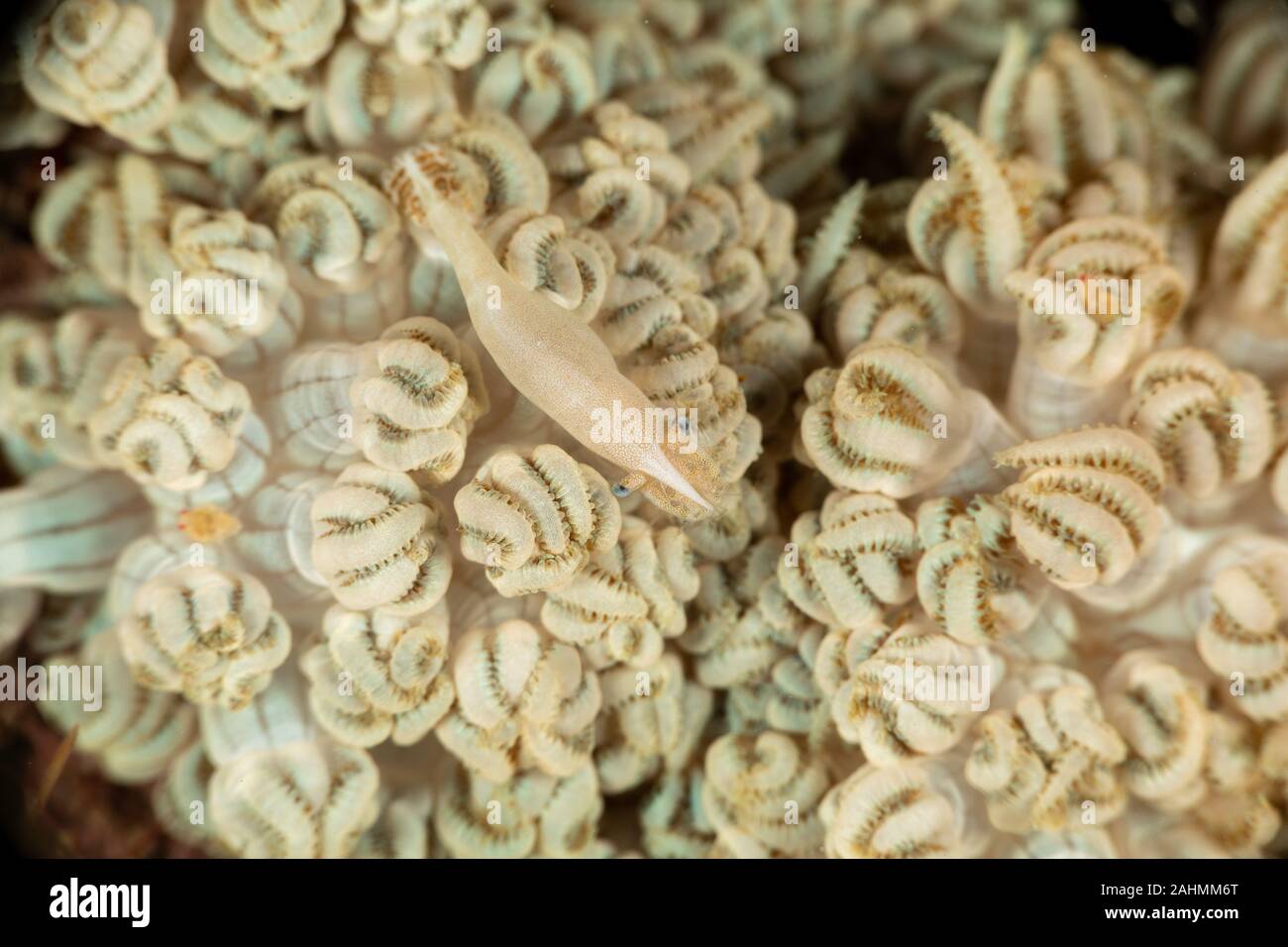 Xenia Soft Coral Shrimp, Hump-backed Shrimp, Hippolyte commensalis ...