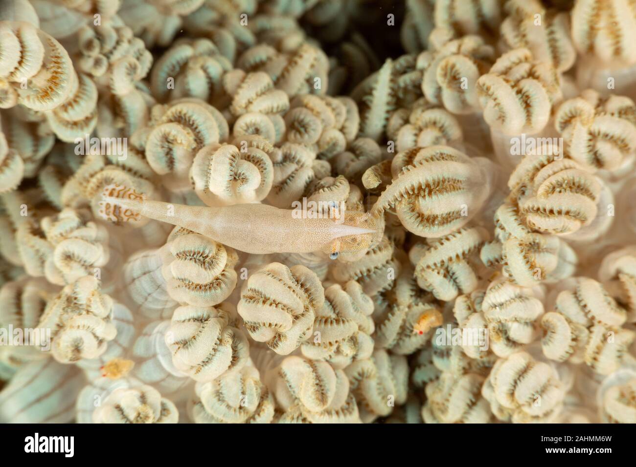 Xenia Soft Coral Shrimp, Hump-backed Shrimp, Hippolyte commensalis ...