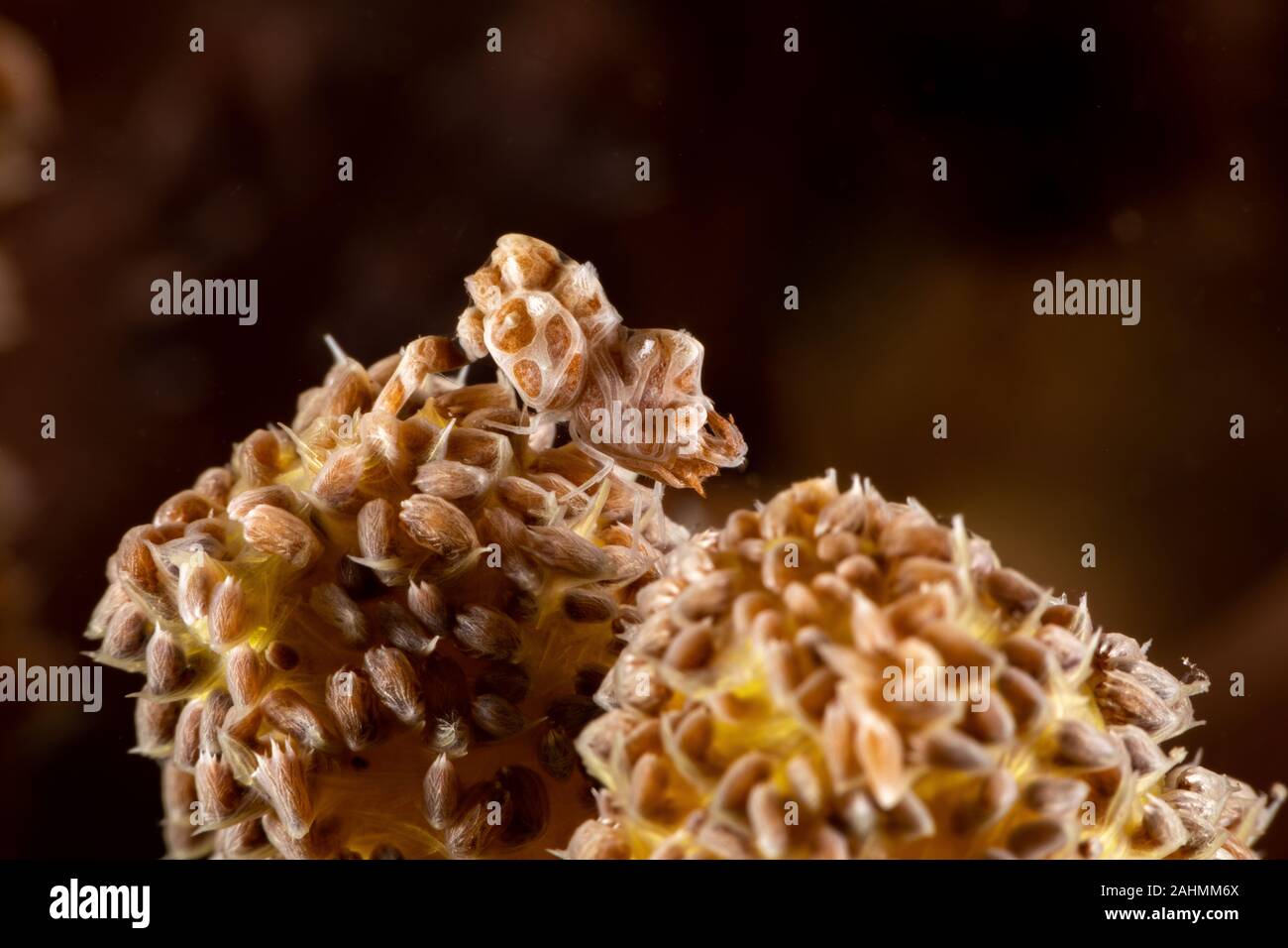 Humpback softcoral shrimp, Alcyonohippolyte dossena in soft coral ...