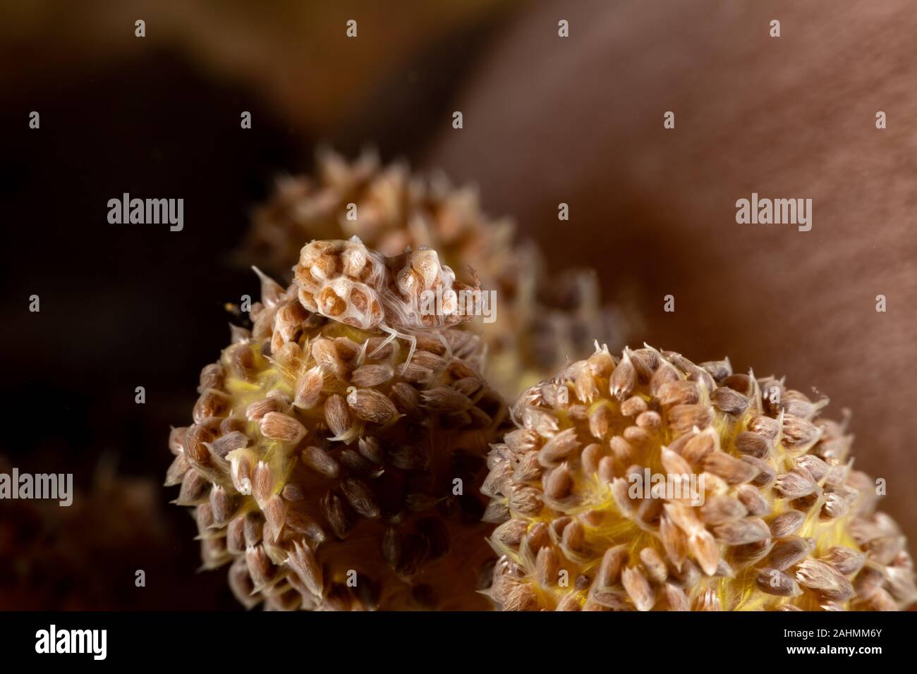 Humpback softcoral shrimp, Alcyonohippolyte dossena in soft coral ...