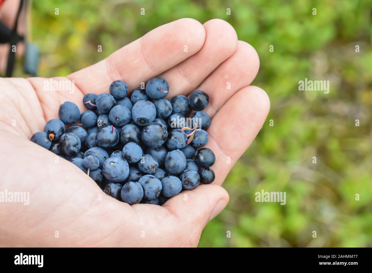 Blueberries in hand. Freshly picked berries from the tundra Stock Photo ...