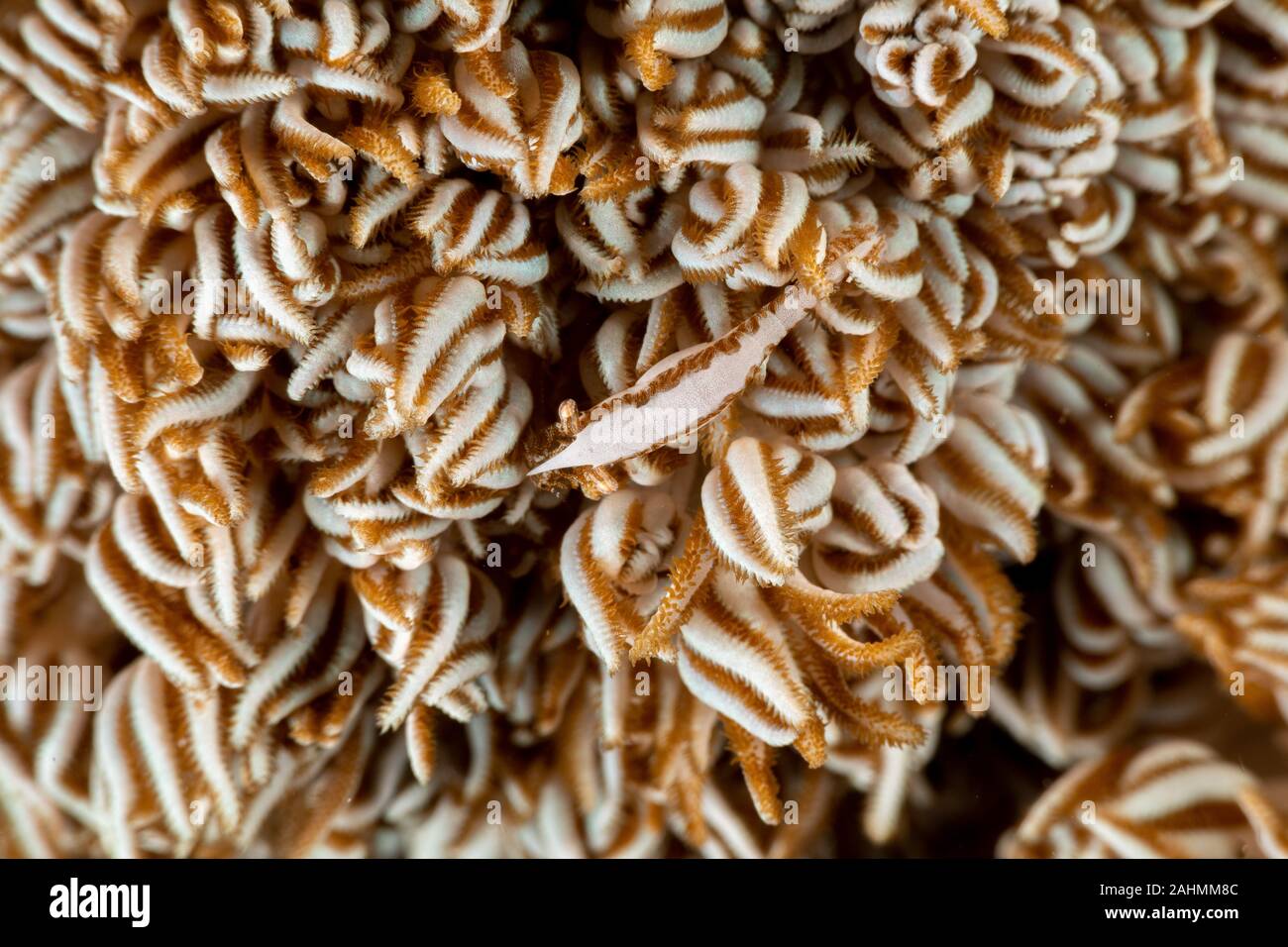 Xenia Soft Coral Shrimp, Hump-backed Shrimp, Hippolyte commensalis ...