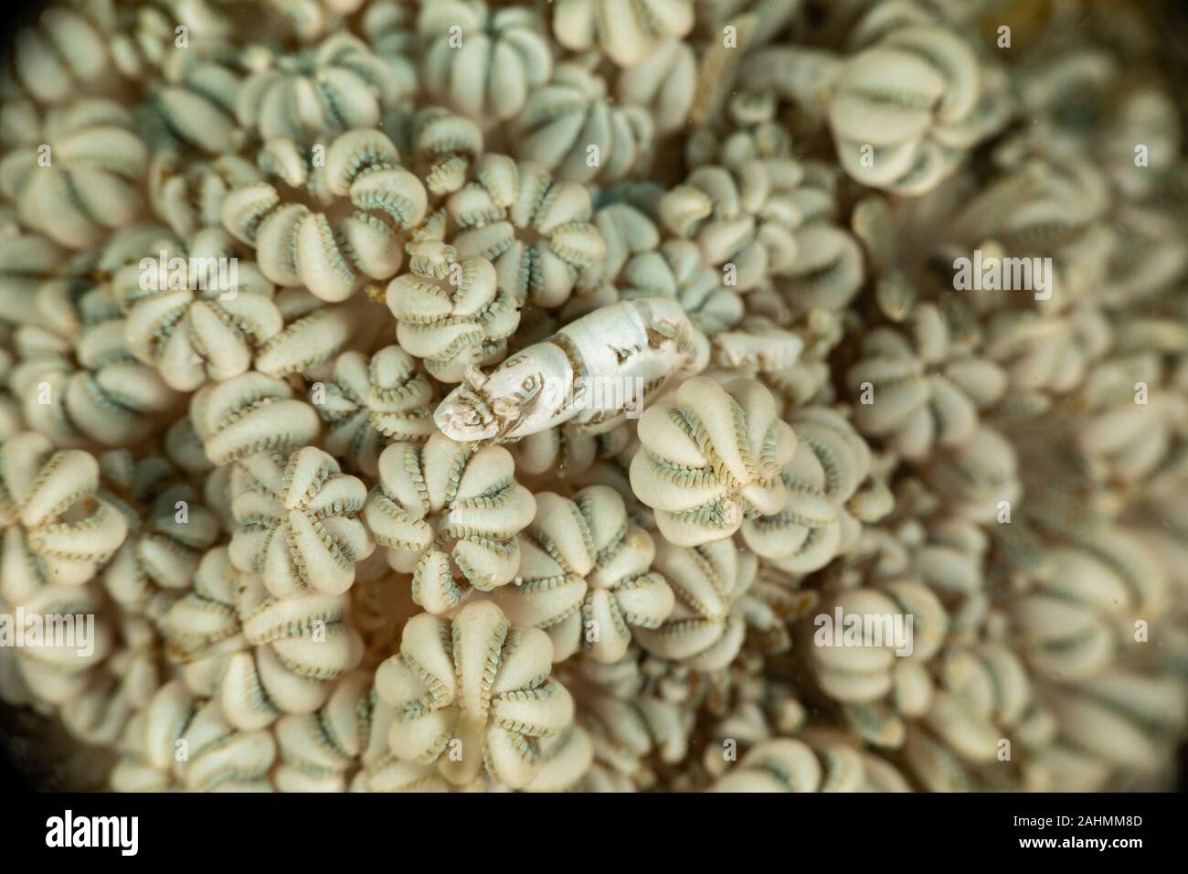 Xenia Soft Coral Shrimp, Hump-backed Shrimp, Hippolyte commensalis ...