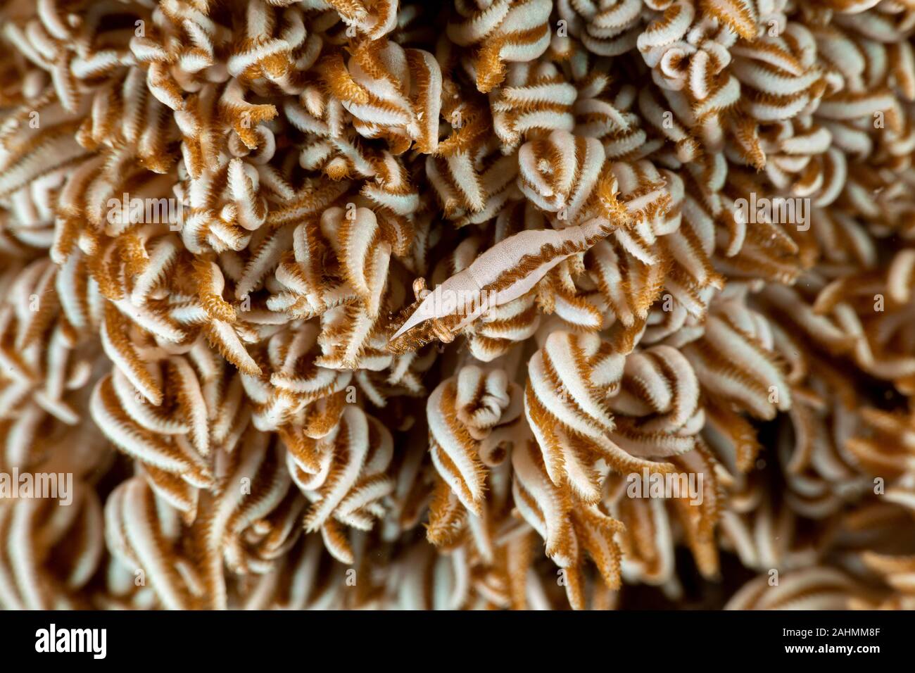 Xenia Soft Coral Shrimp, Hump-backed Shrimp, Hippolyte commensalis ...