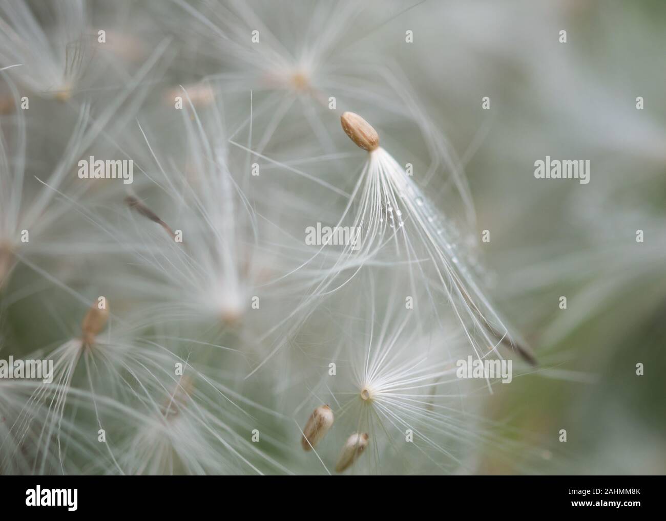 macro of dandelion seeds looks like someone walking Stock Photo - Alamy