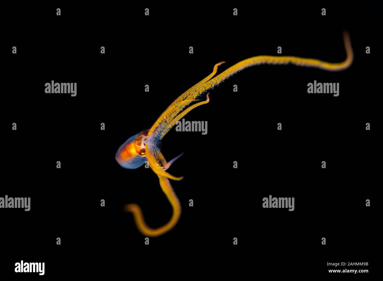 Long arm shrimp hi-res stock photography and images - Alamy