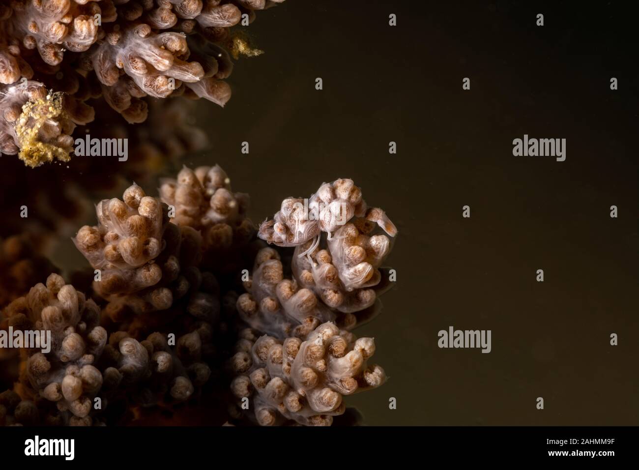 Humpback softcoral shrimp, Alcyonohippolyte dossena in soft coral ...
