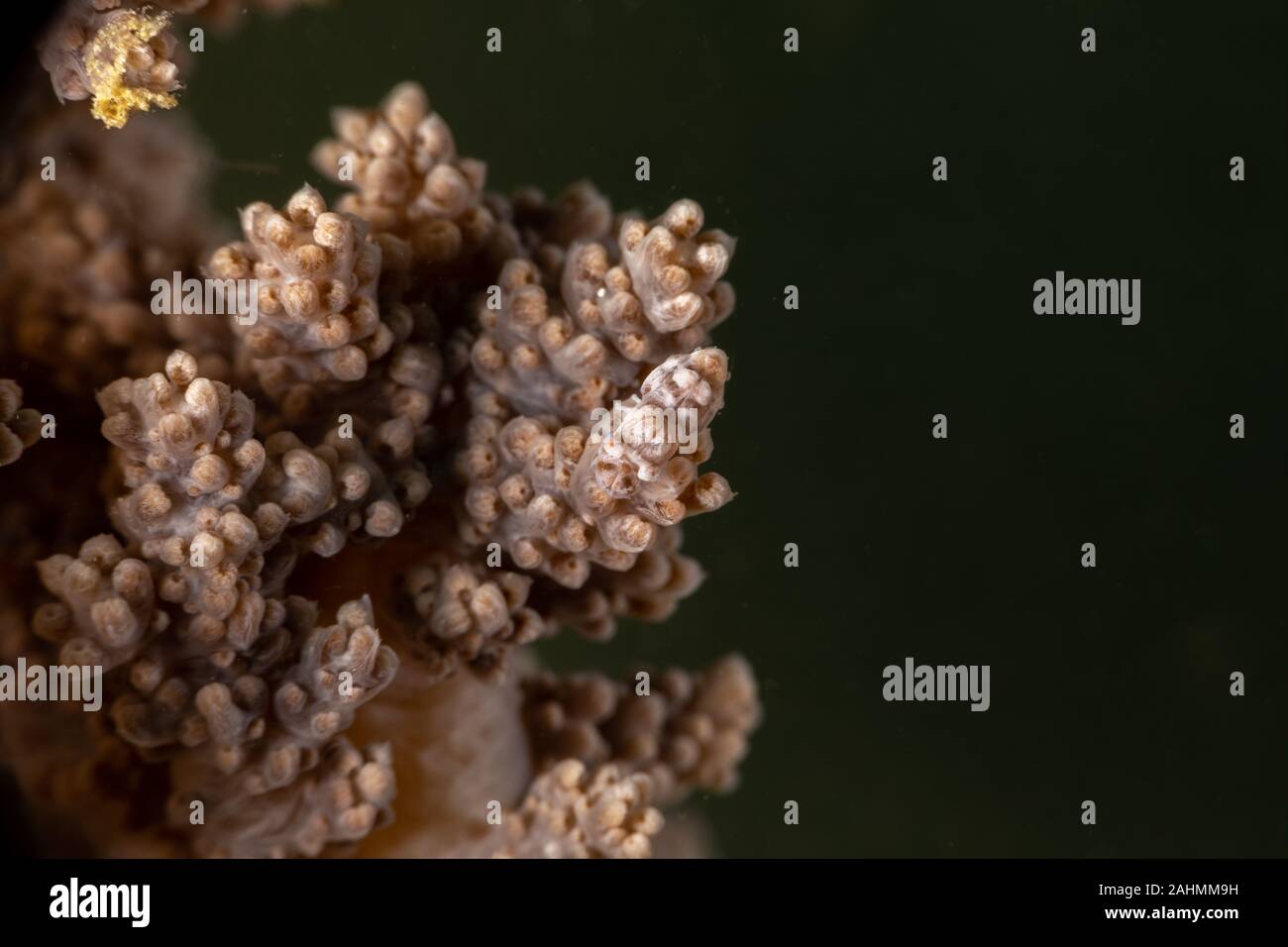 Humpback softcoral shrimp, Alcyonohippolyte dossena in soft coral ...