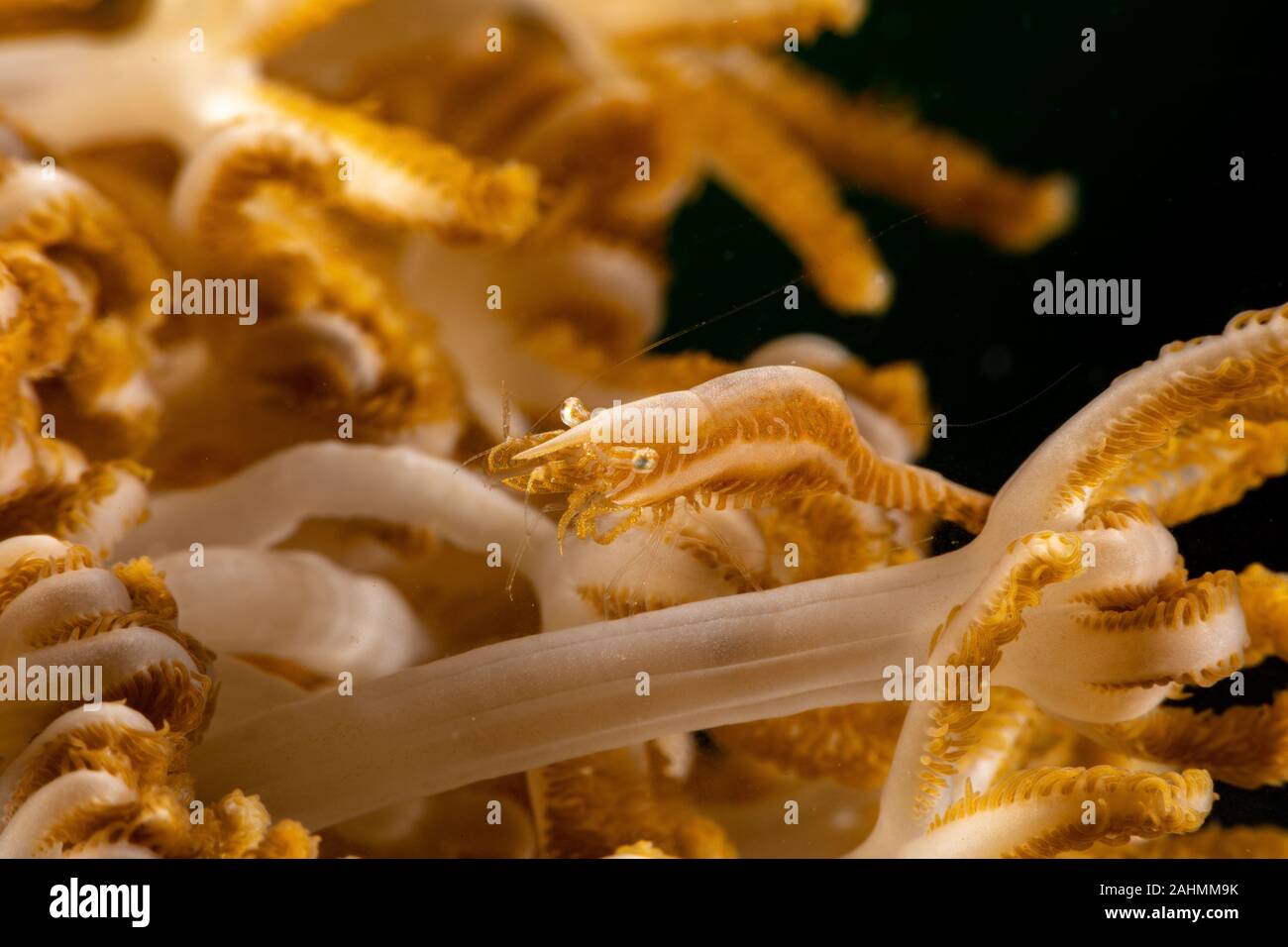 Xenia Soft Coral Shrimp, Hump-backed Shrimp, Hippolyte commensalis ...