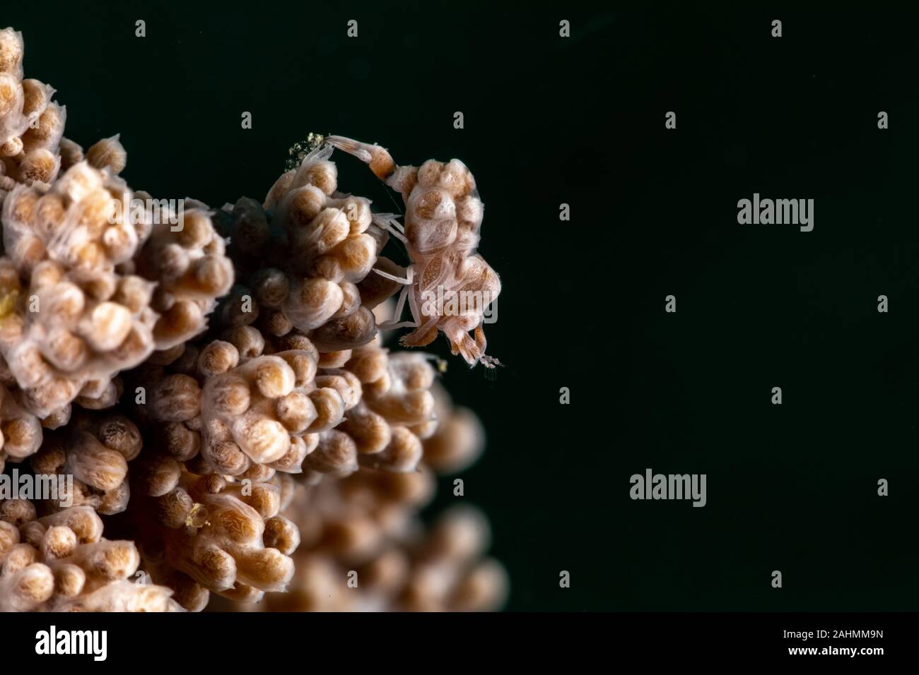 Humpback softcoral shrimp, Alcyonohippolyte dossena in soft coral ...