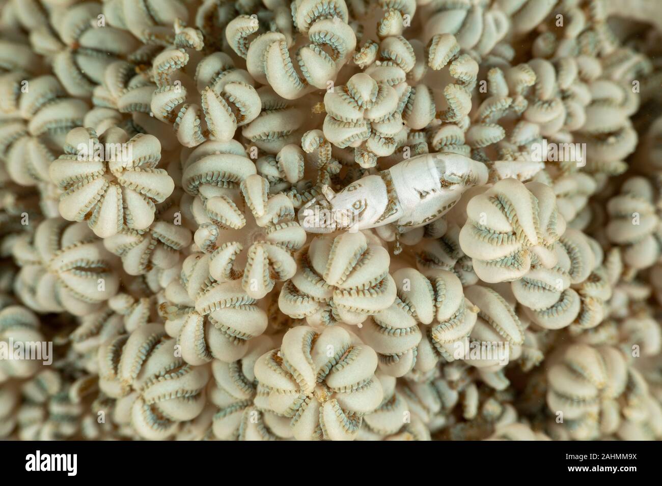 Xenia Soft Coral Shrimp, Hump-backed Shrimp, Hippolyte commensalis ...