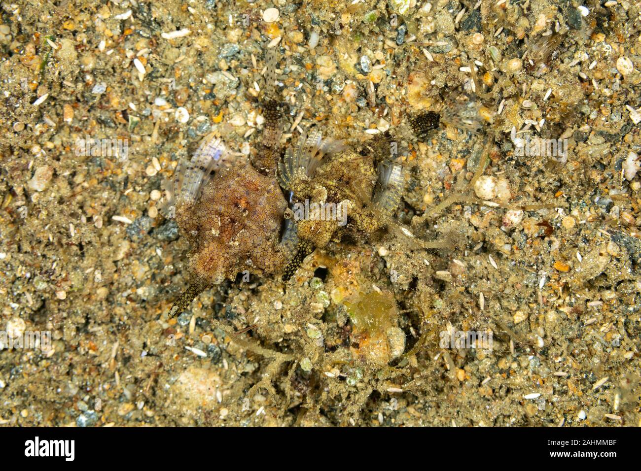 Little dragonfish or short dragonfish, Eurypegasus draconis, is a ...