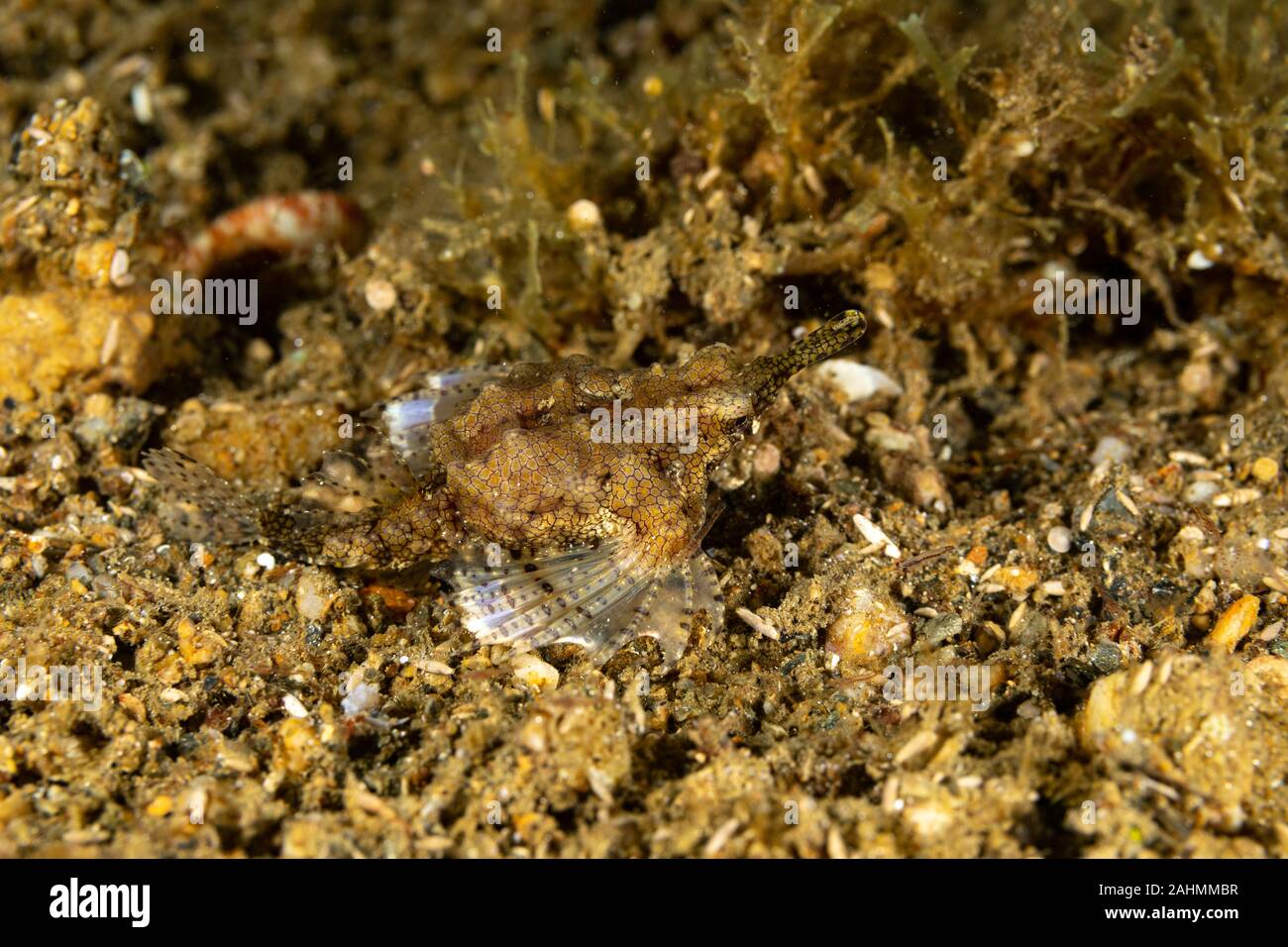 Little dragonfish or short dragonfish, Eurypegasus draconis, is a ...
