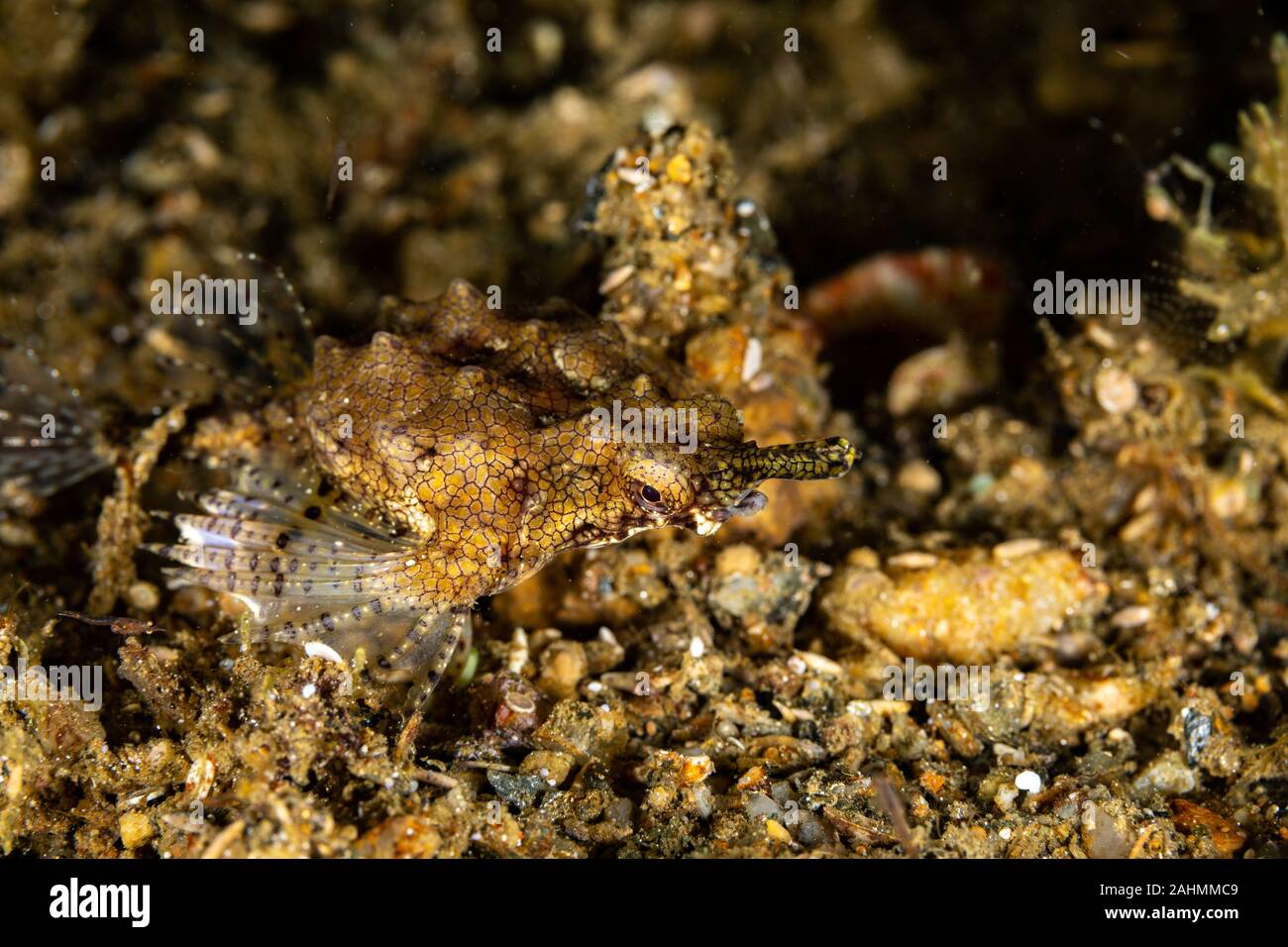 Little dragonfish or short dragonfish, Eurypegasus draconis, is a ...