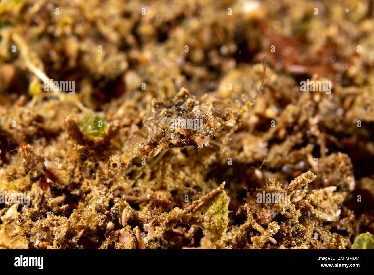 Little dragonfish or short dragonfish, Eurypegasus draconis, is a ...