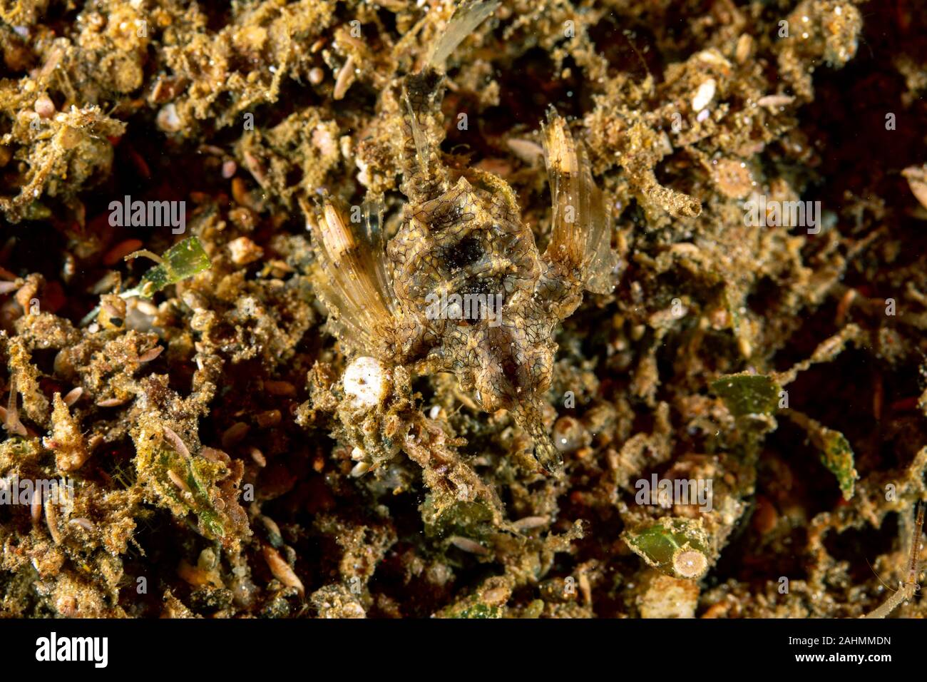 Little dragonfish or short dragonfish, Eurypegasus draconis, is a ...