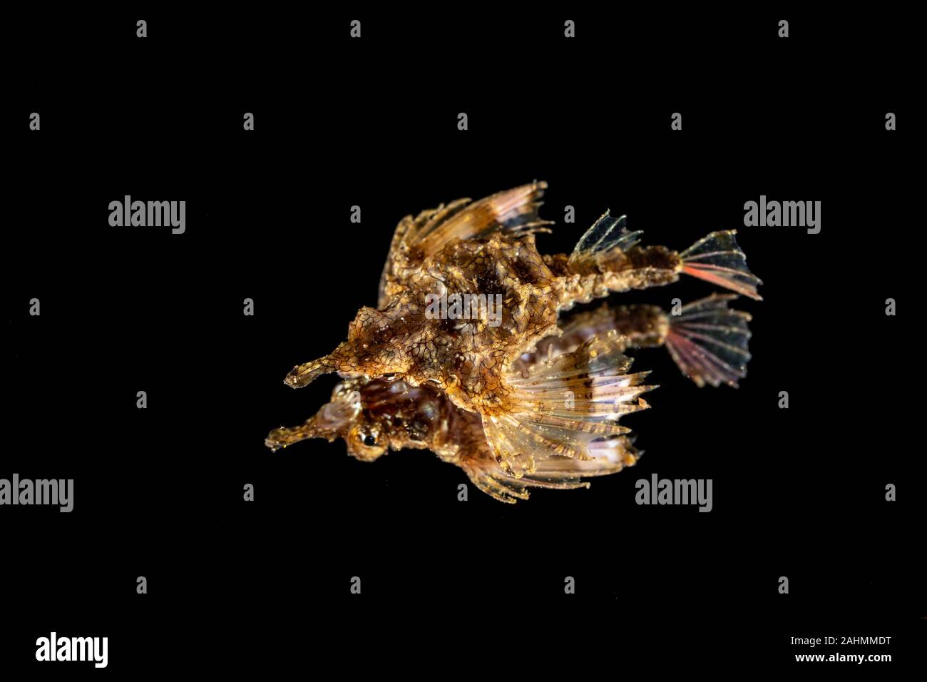 Little dragonfish or short dragonfish on a mirror, Eurypegasus draconis ...