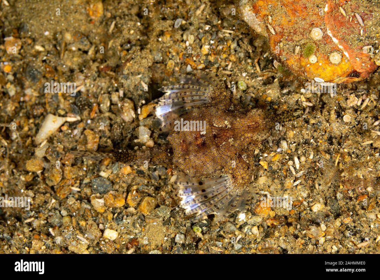 Little dragonfish or short dragonfish, Eurypegasus draconis, is a ...