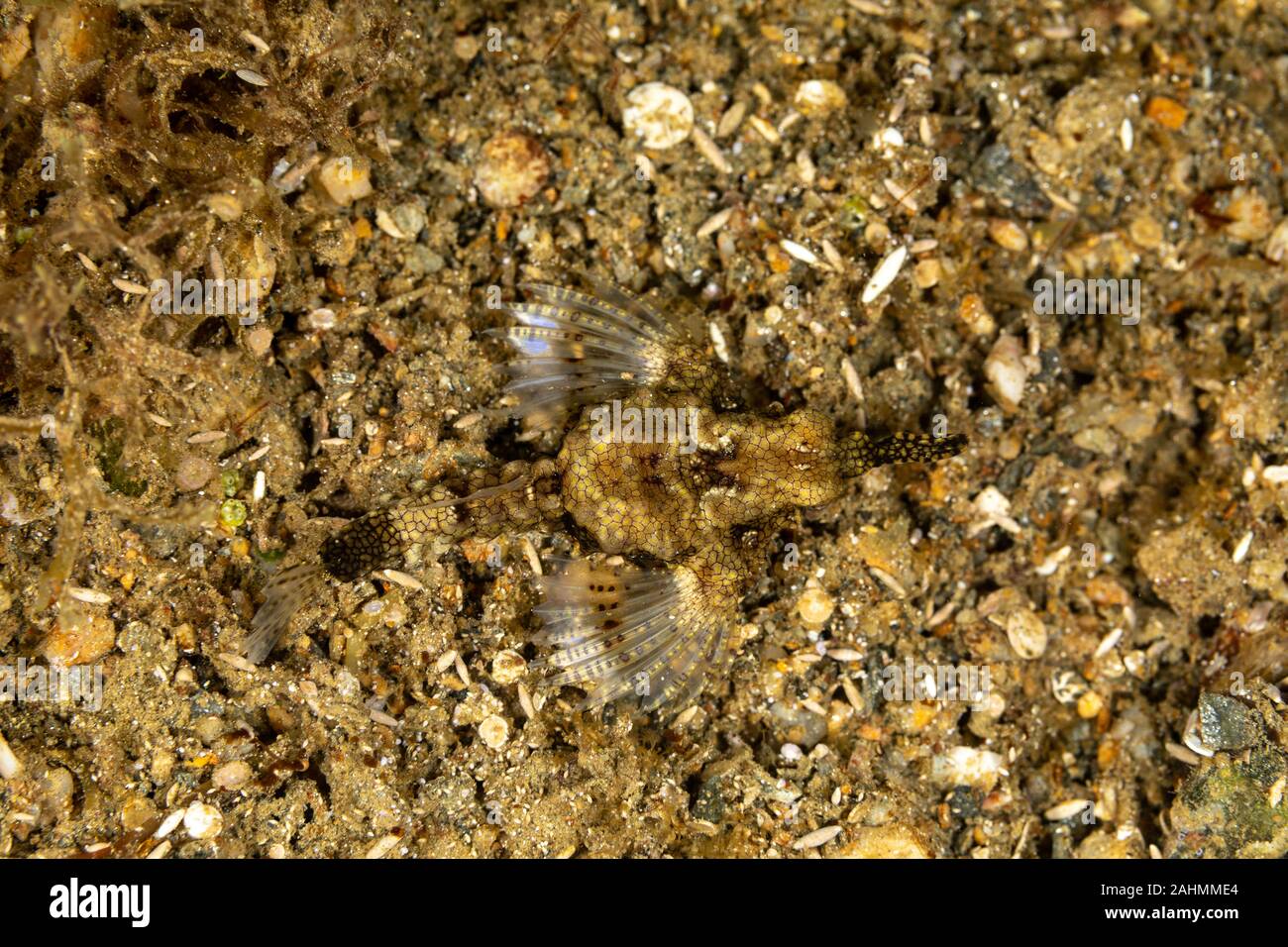 Little dragonfish or short dragonfish, Eurypegasus draconis, is a ...