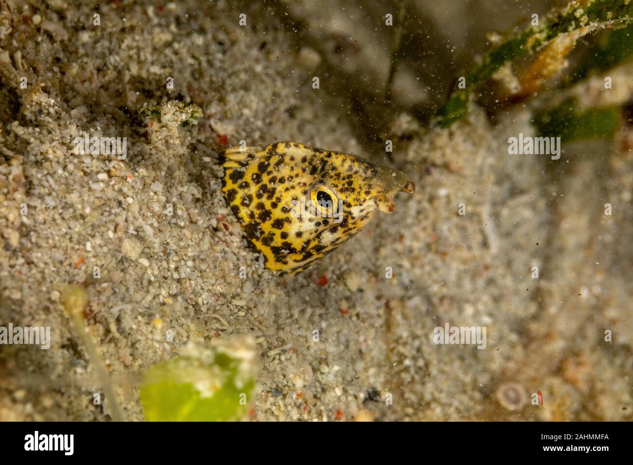 Marbled snake eel, Callechelys marmorata, is a benthic marine fish ...
