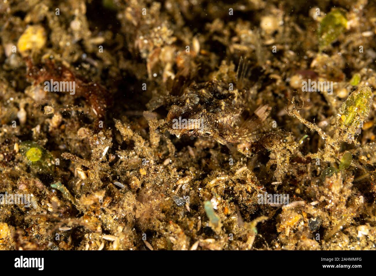 Little dragonfish or short dragonfish, Eurypegasus draconis, is a ...