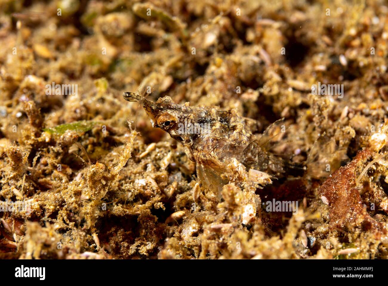 Little dragonfish or short dragonfish, Eurypegasus draconis, is a ...