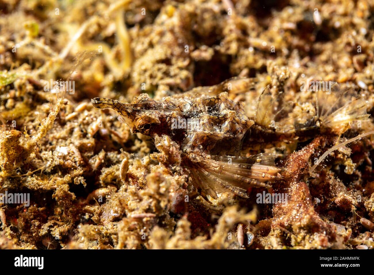 Little dragonfish or short dragonfish, Eurypegasus draconis, is a ...