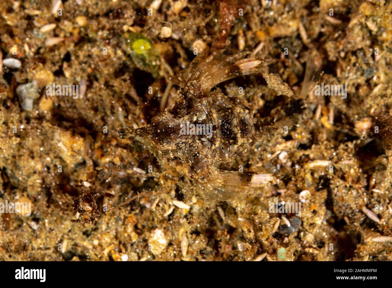 Little dragonfish or short dragonfish, Eurypegasus draconis, is a ...